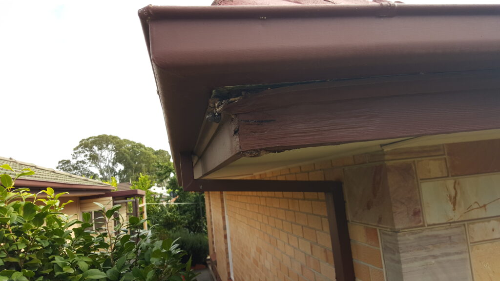 Ignoring rusty gutters/leaking gutters — Adelaide Master Guttering